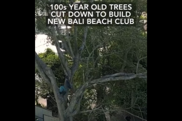 Viral Pohon Berusia Ratusan Tahun Di Bali Ditebang Demi Bangun Beach Club Ntvnewsid