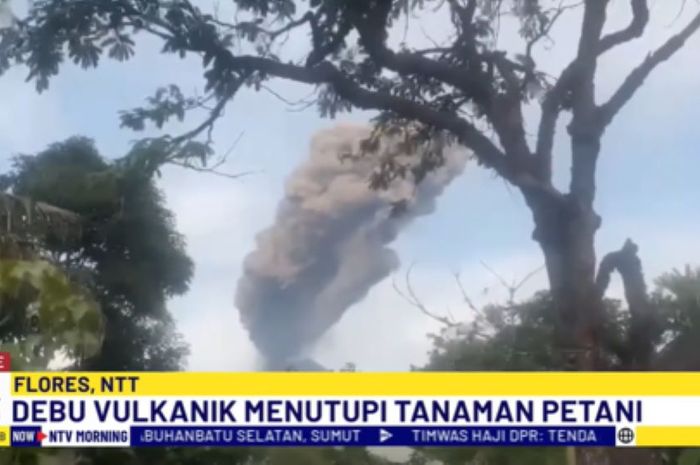 Gunung Lewotobi Laki-laki di NTT Erupsi, Muntahkan Abu Vulkanik Setinggi 1 Km Rusak Kebun Warga ...