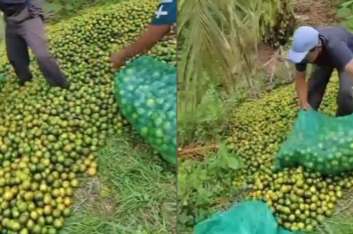 Petani Buang Ribuan Jeruk Hasil Panen, Diduga Harga Anjlok - Ntvnews.id