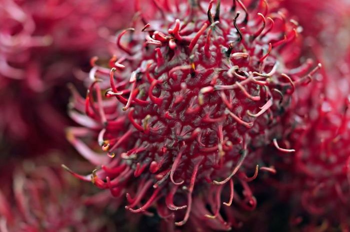4 Manfaat Buah Rambutan untuk Kesehatan - Ntvnews.id
