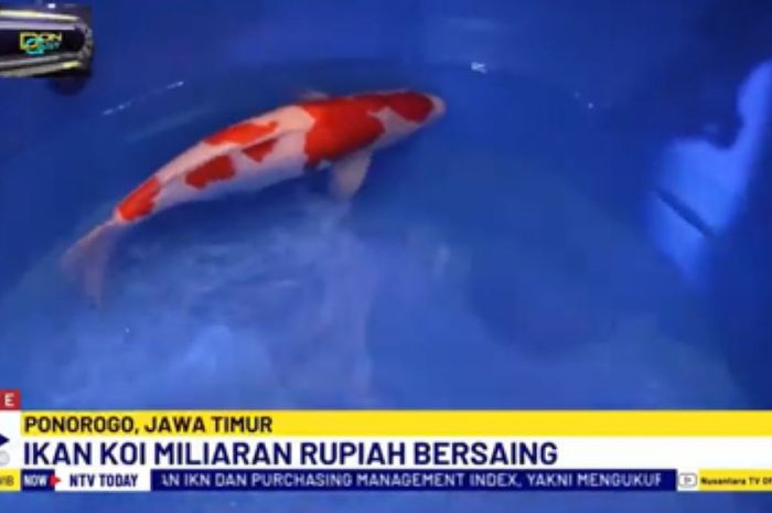 Ikan Koi Seharga Alphard Berebut Juara di Reog Bupati Cup 2024 - Ntvnews.id