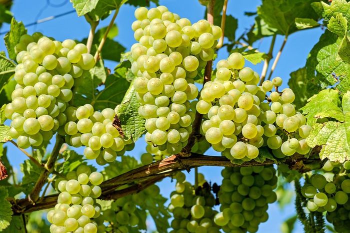 Apa Itu Anggur Shine Muscat? Disebut Ada Kandungan Pestisida Berbahaya ...