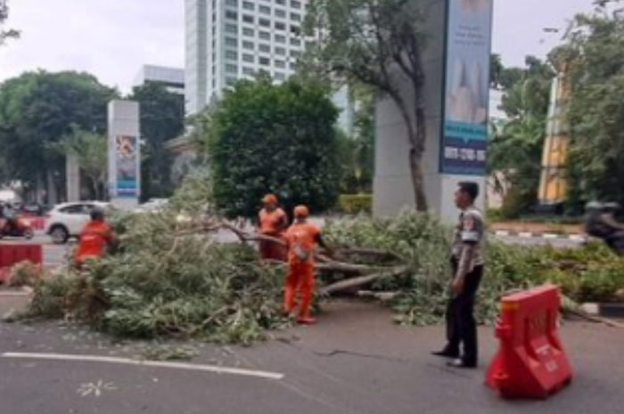 Pohon Tumbang di Jalan Gelora Senayan Bikin Macet - Ntvnews.id