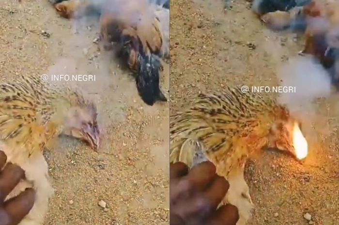 Viral Belasan Ayam Mati Mendadak, Mulutnya Berkali-Kali Semburkan Api ...