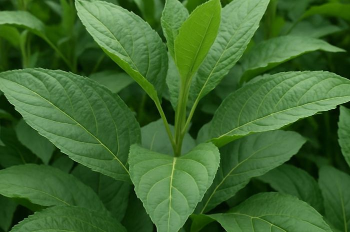 Ini Manfaat Daun Afrika untuk penyakit Diabetes, Jantung, dan Kanker ...