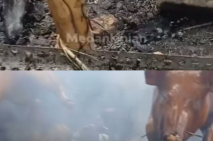 Heboh di Medsos, Ulat Terekam Keluar dari Bara Api Saat Proses Babi ...