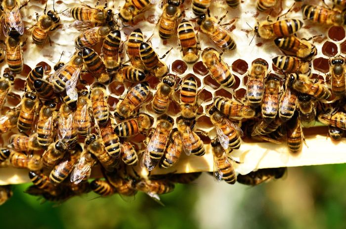 Manfaat Propolis, Rahasia Kesehatan Alami dari Sarang Lebah yang Jarang ...