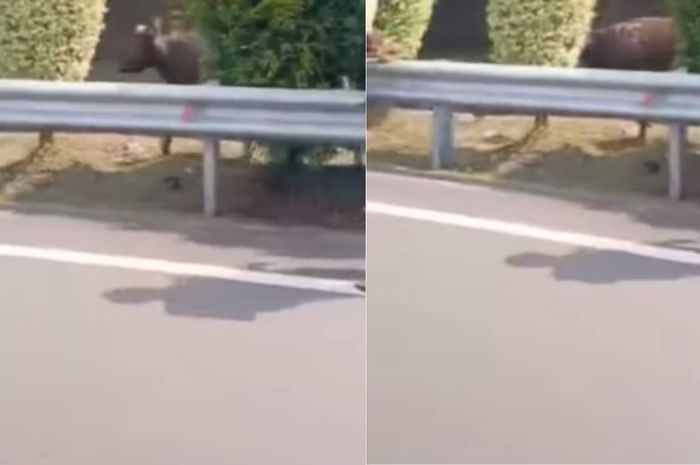 Sapi Lepas di Tol Jakarta-Serpong, Bikin Lalu Lintas Macet! - Ntvnews.id