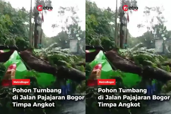 VIDEO: Pohon Besar Tumbang Timpa Angkot di Bogor, Sampai Ringsek ...
