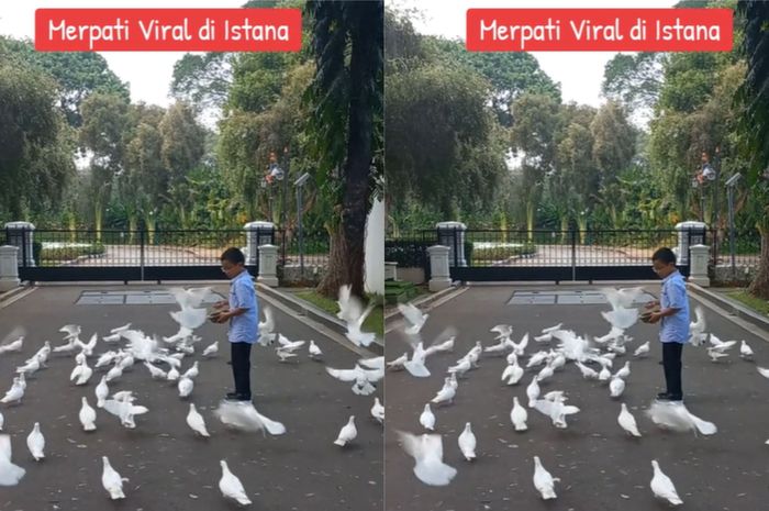 Ini Penampakan Burung Merpati yang Viral saat Paus Fransiskus Datang ke ...