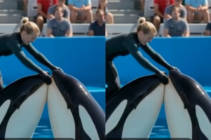 Jessica Radcliffe yang Disebut Tewas Digigit Paus Orca Ternyata Hoax ...