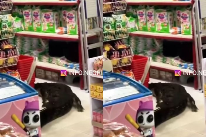 Viral Buaya Masuk ke Mini Market di Maluku Utara Hingga Bikin Panik ...