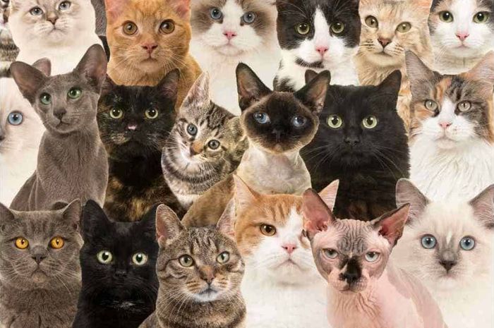 5 Negara dengan Populasi Kucing Terbanyak di Dunia, Ada Indonesia ...