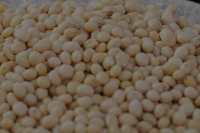 Pemerintah Pastikan Harga Kedelai Terkendali, Importir Diminta Patuhi ...