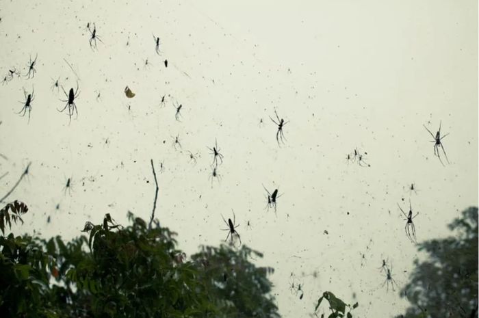 Viral Video Laba-laba Berjatuhan dari Langit, Kenapa? - Ntvnews.id