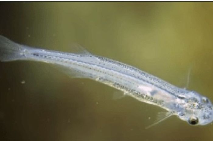 Deretan Fakta Candiru, Ikan yang Bisa Gerogoti Penis Manusia - Ntvnews.id