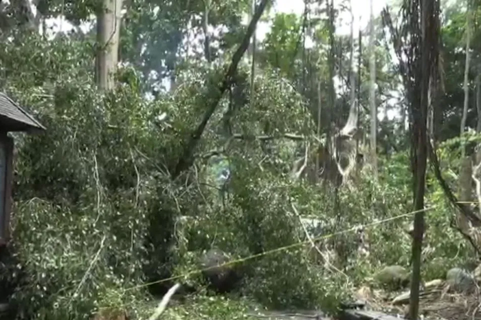 Selain di Monkey Forest, Ada 54 Pohon Tumbang di Bali - Ntvnews.id